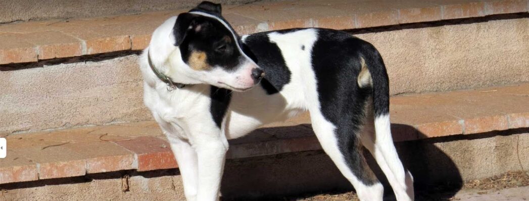 Home - Santa Fe Dog, LLC